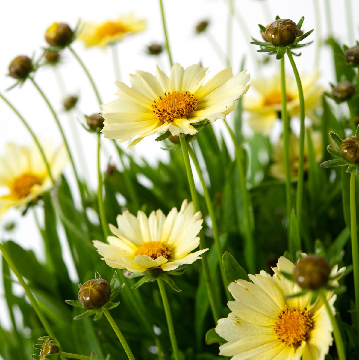 Mädchenauge Up Tick Cream - Coreopsis Up Tick Cream günstig kaufen