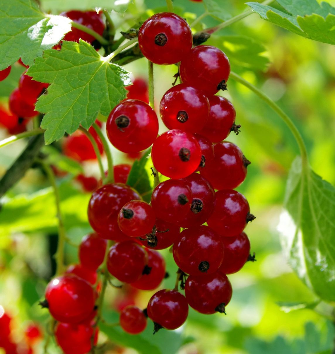 Alpen-Johannisbeere Schmidt - Ribes alpinum Schmidt günstig kaufen