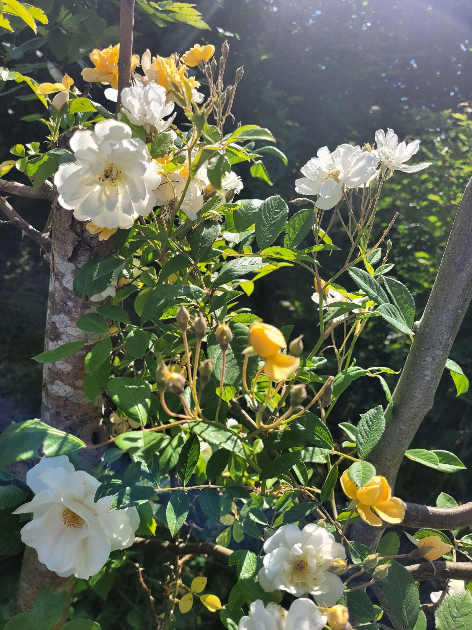 Rose Christine Helene - Rosa Christine Helene günstig kaufen