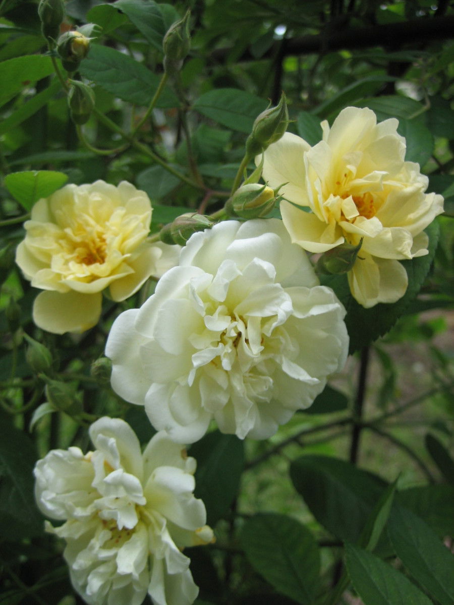 Rose Christine Helene - Rosa Christine Helene günstig kaufen