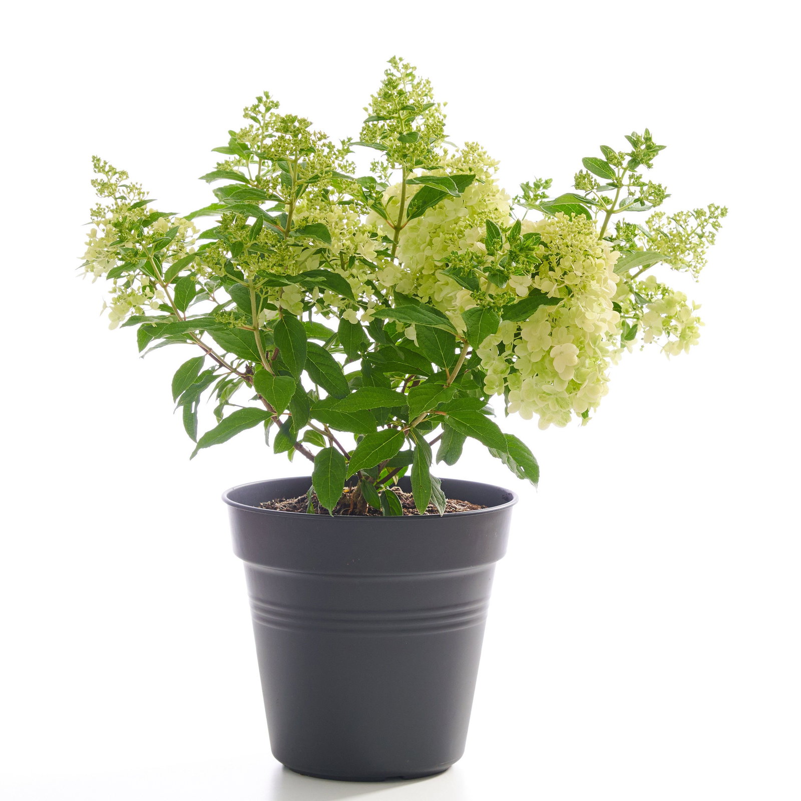 Rispenhortensie Magical Matterhorn - Hydrangea paniculata Magical ...