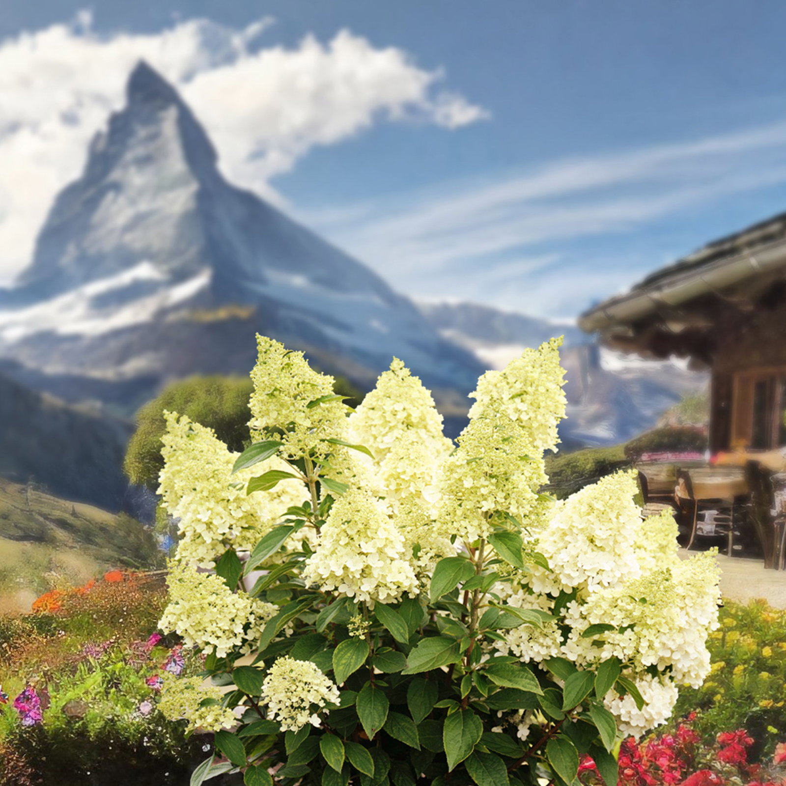 Rispenhortensie Magical Matterhorn - Hydrangea paniculata Magical ...