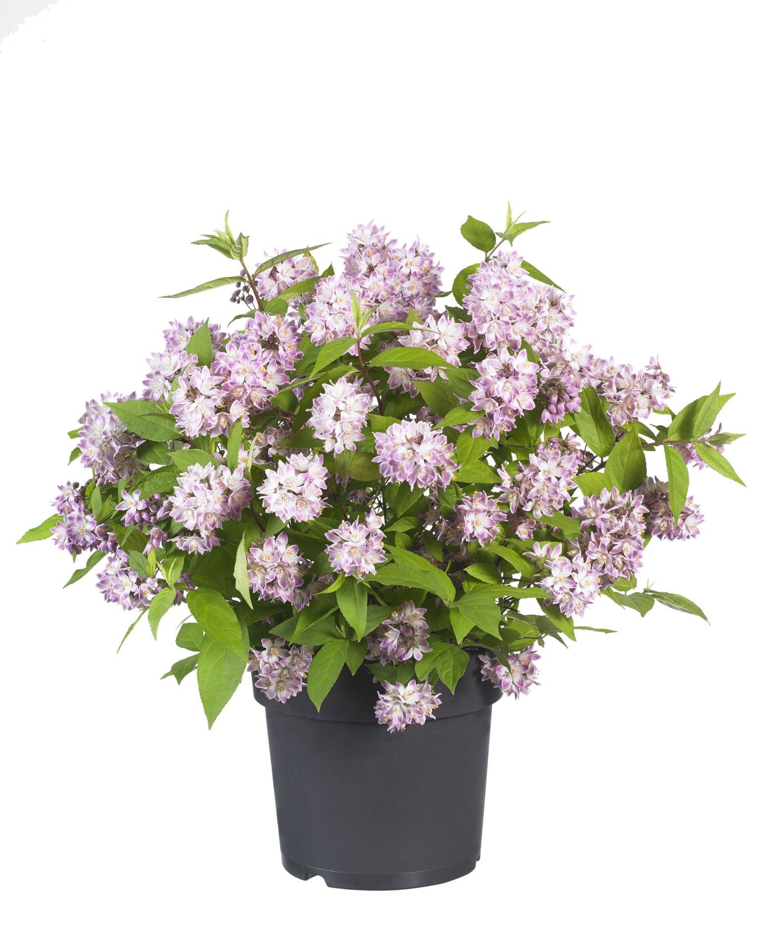 Deutzie Raspberry Sundae - Deutzia hybrida Raspberry Sundae günstig kaufen