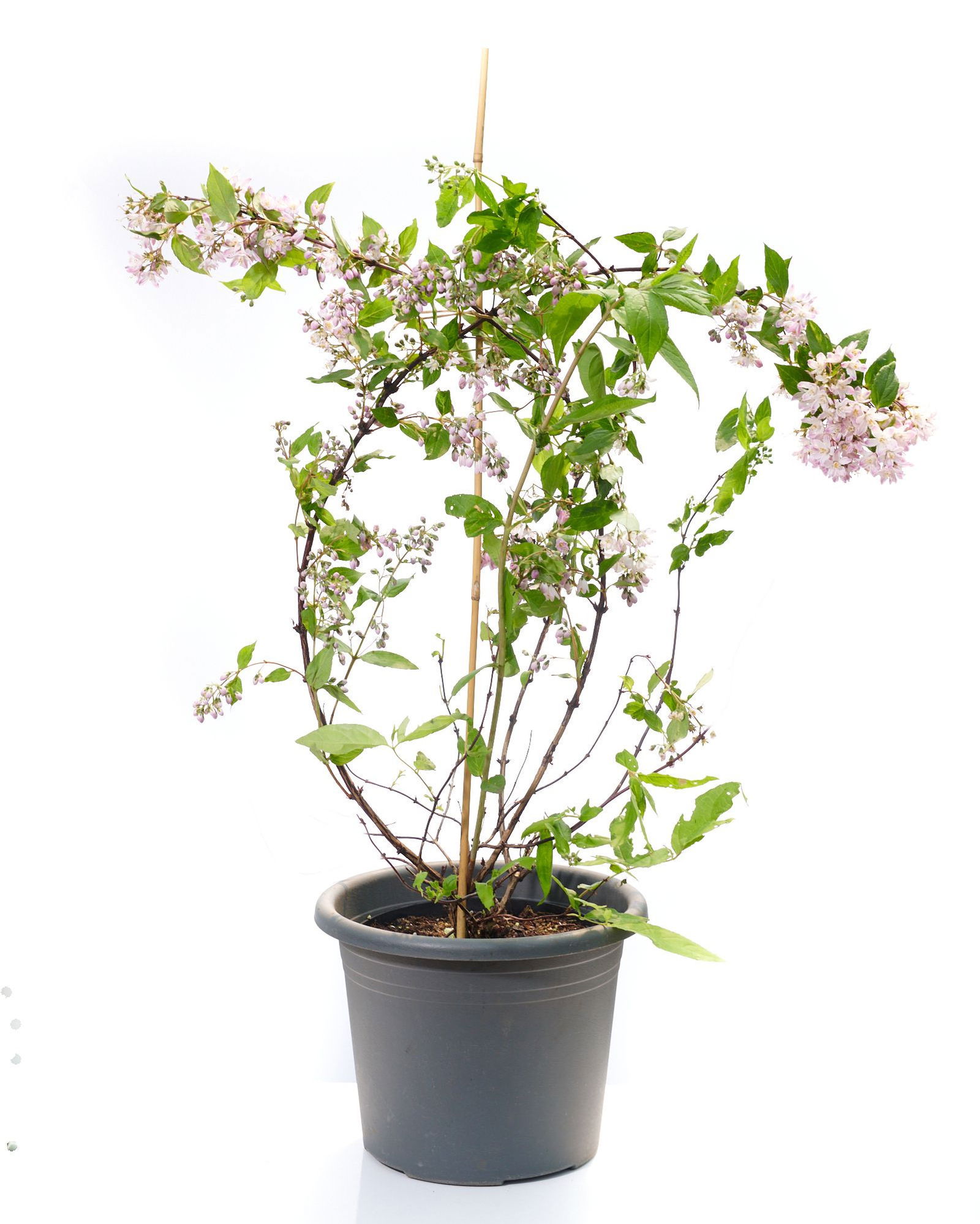 Deutzie Raspberry Sundae - Deutzia hybrida Raspberry Sundae günstig kaufen