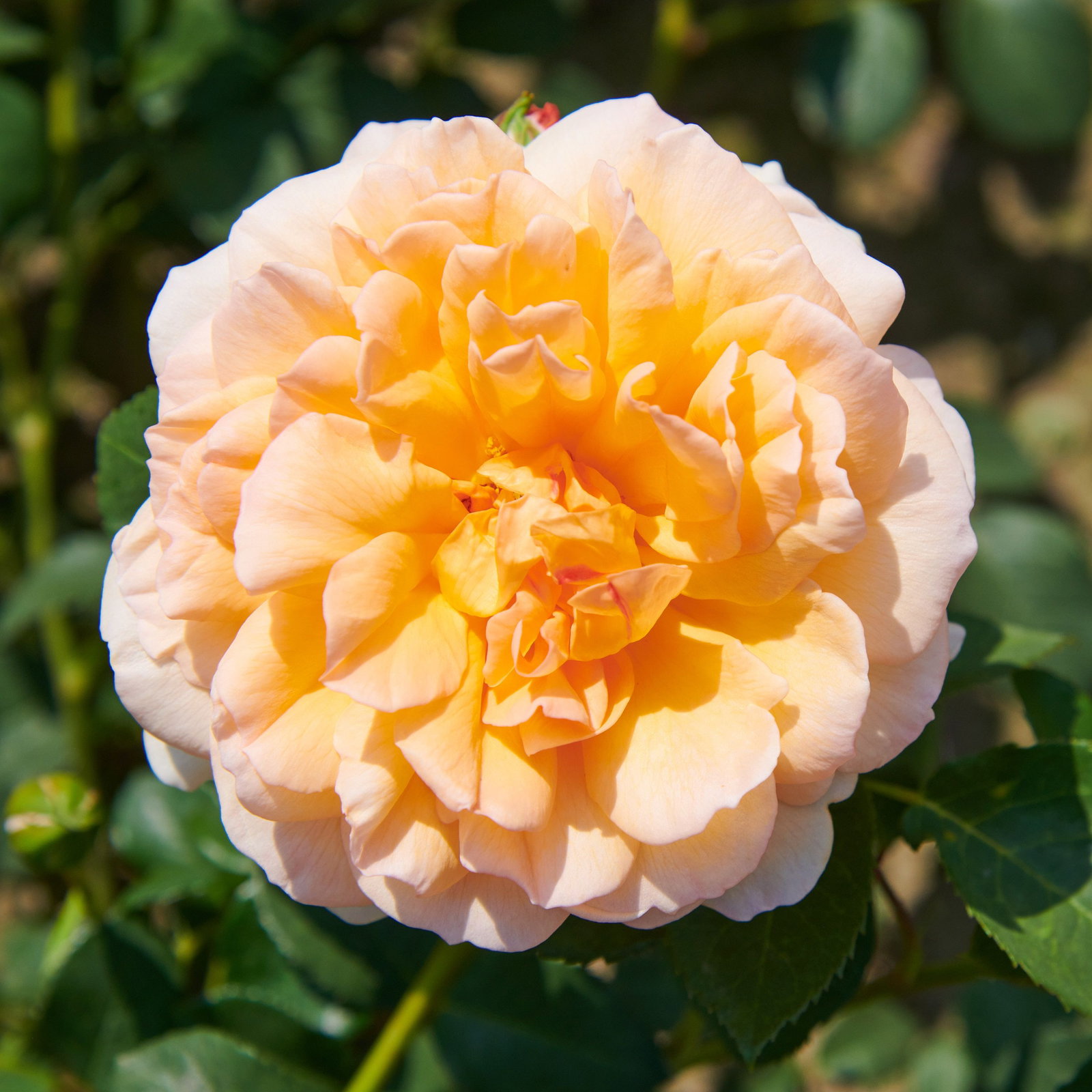 Rose Dame Judi Dench - Rosa Dame Judi Dench günstig kaufen