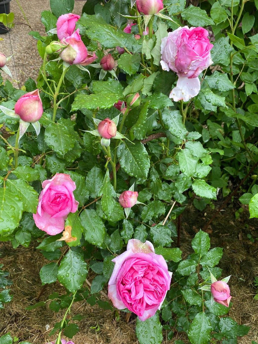 Rose De Pompadour - Rosa De Pompadour günstig kaufen