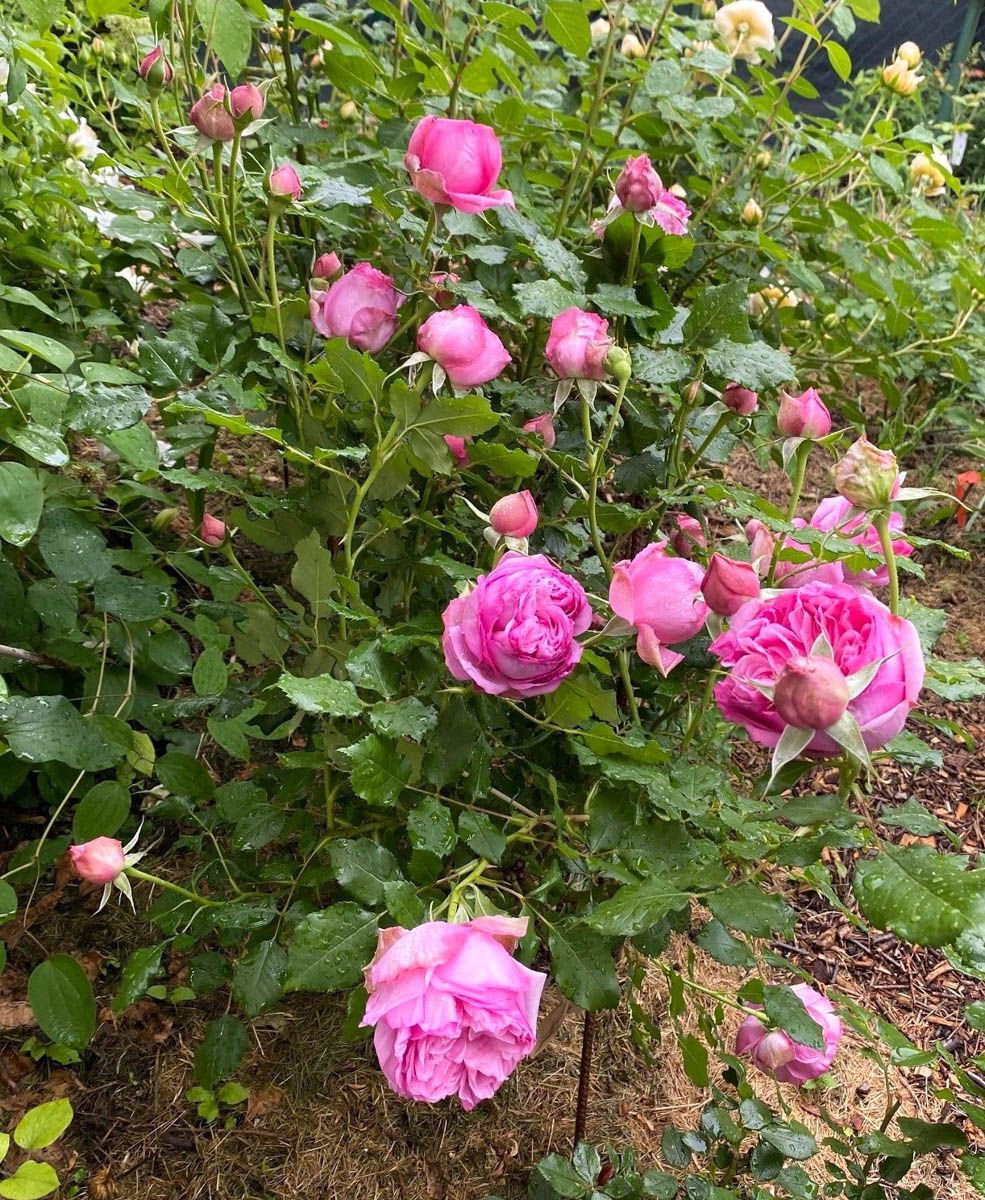 Rose De Pompadour - Rosa De Pompadour günstig kaufen