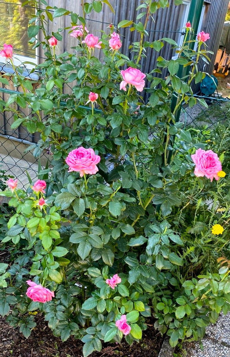 Rose De Pompadour - Rosa De Pompadour günstig kaufen