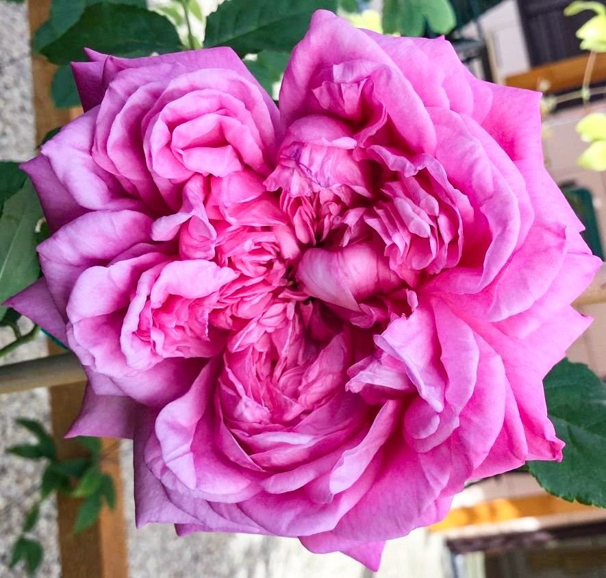Rose De Pompadour - Rosa De Pompadour günstig kaufen