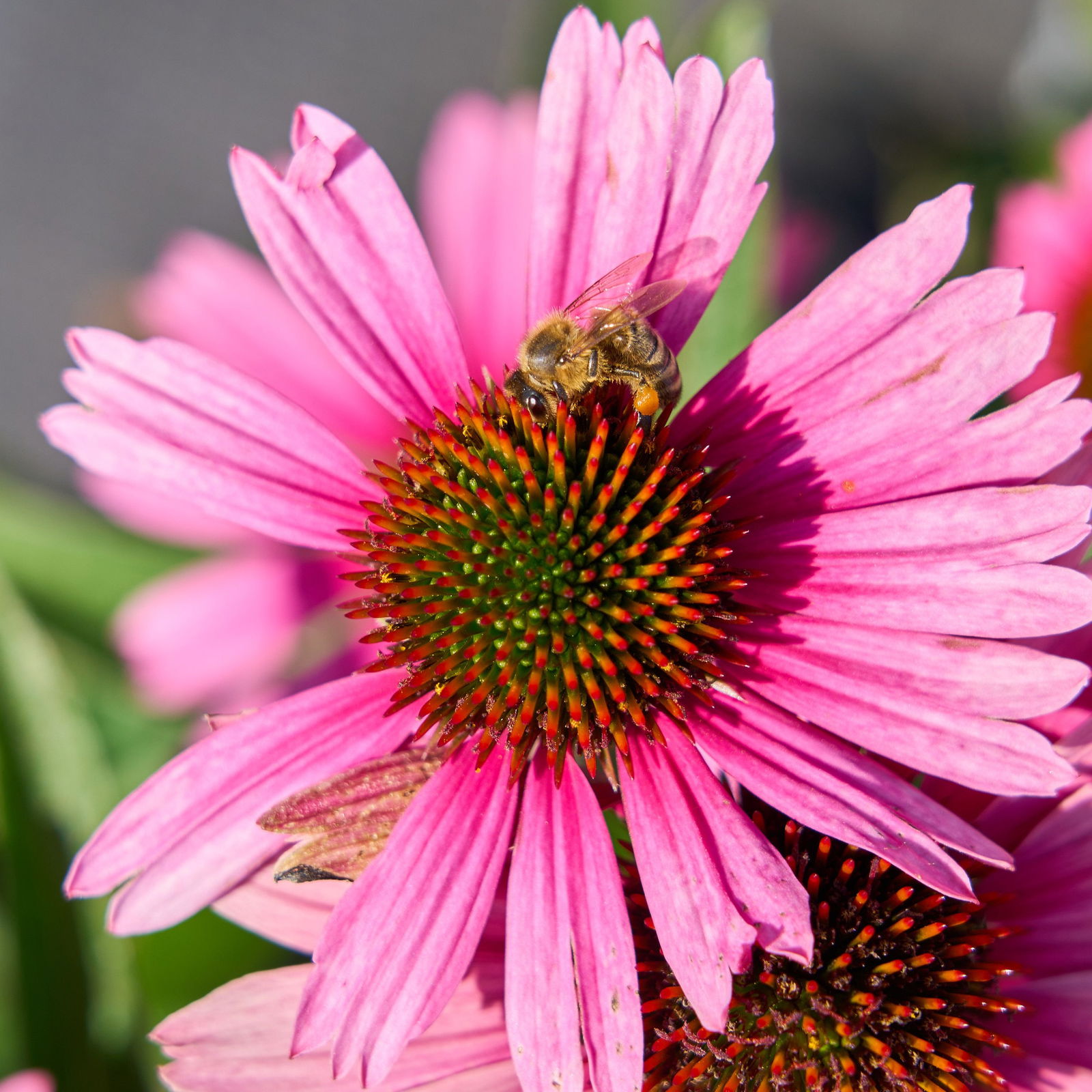 Scheinsonnenhut Compact Rose - Echinacea purpurea Papallo ® Compact ...