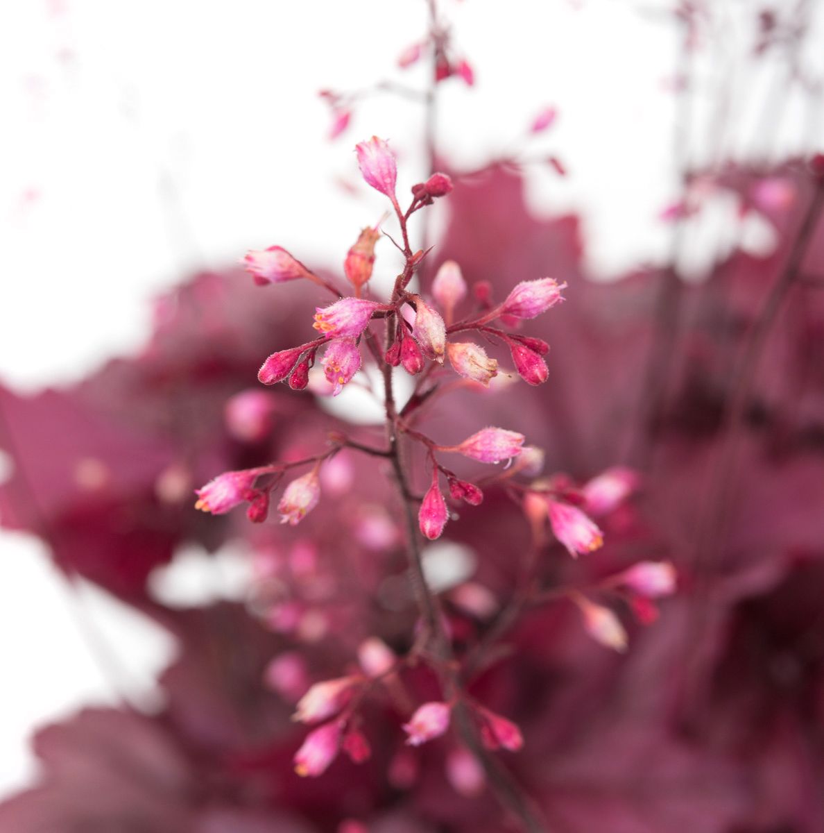 Kleinblütiges Silberglöckchen Georgia Plum - Heuchera micrantha Georgia ...