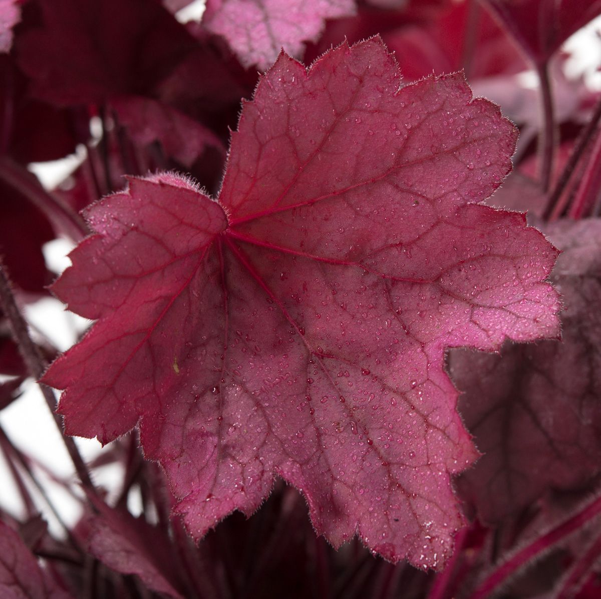 Kleinblütiges Silberglöckchen Georgia Plum - Heuchera micrantha Georgia ...