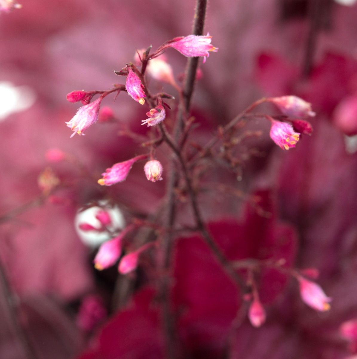 Kleinblütiges Silberglöckchen Georgia Plum - Heuchera micrantha Georgia ...
