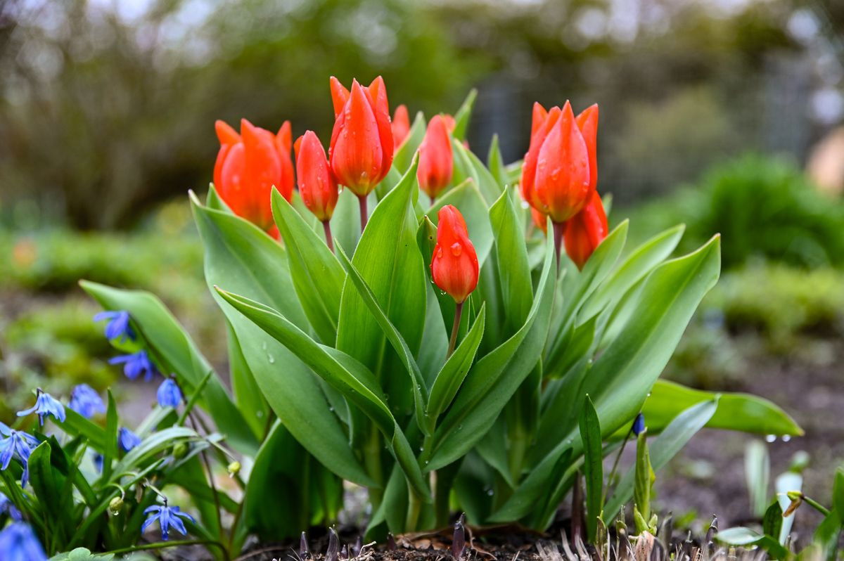 Wildtulpe praestans Fusilier - Kiepenkerl Tulipa Fusilier günstig kaufen