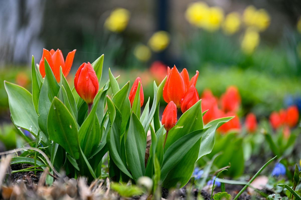 Wildtulpe praestans Fusilier - Kiepenkerl Tulipa Fusilier günstig kaufen