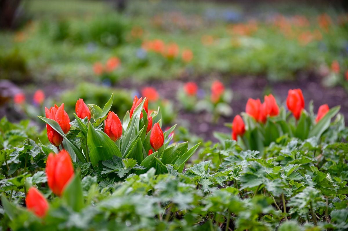 Wildtulpe praestans Fusilier - Kiepenkerl Tulipa Fusilier günstig kaufen