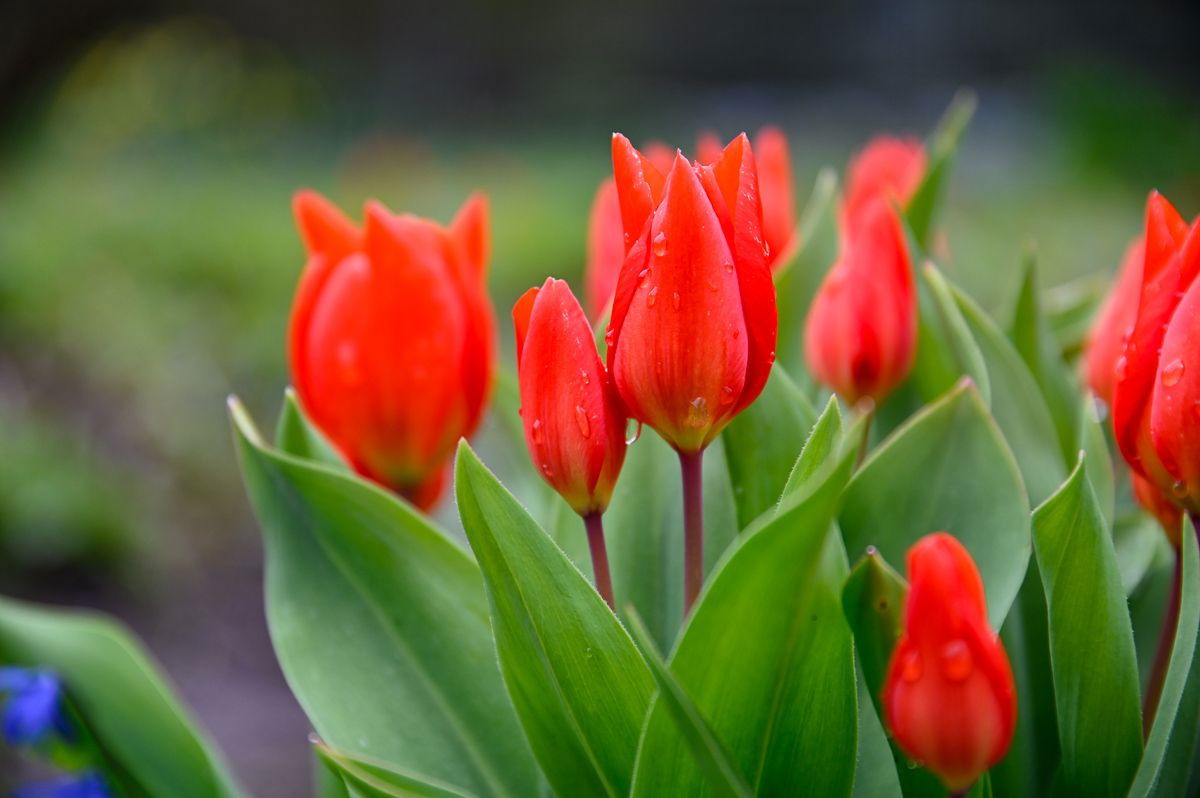 Wildtulpe praestans Fusilier - Kiepenkerl Tulipa Fusilier günstig kaufen