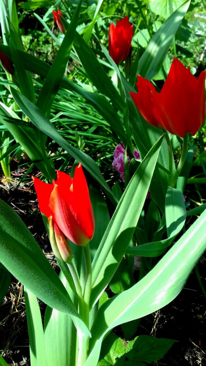 Wildtulpe praestans Fusilier - Kiepenkerl Tulipa Fusilier günstig kaufen