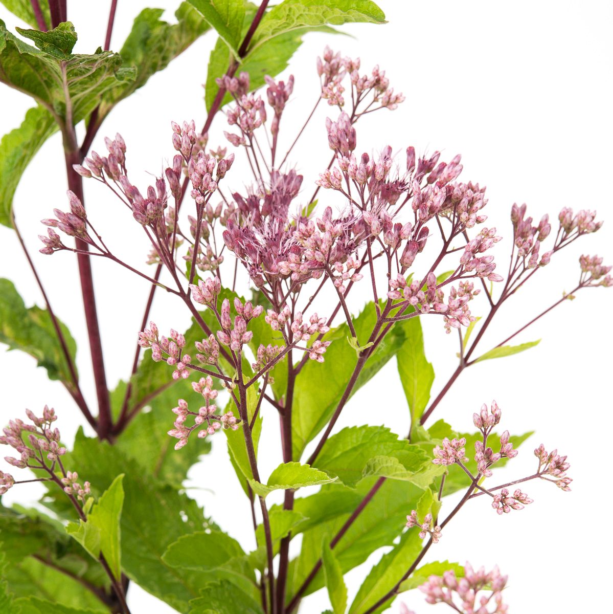Sonnenscheinhut Euphoria Ruby - Eupatorium purpureum Euphoria Ruby ...