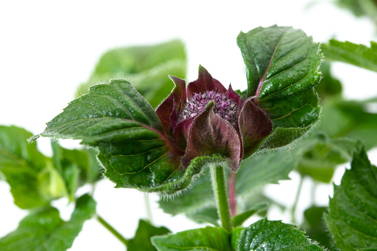 Indianernessel Bee True - Monarda fistulosa Bee True günstig kaufen