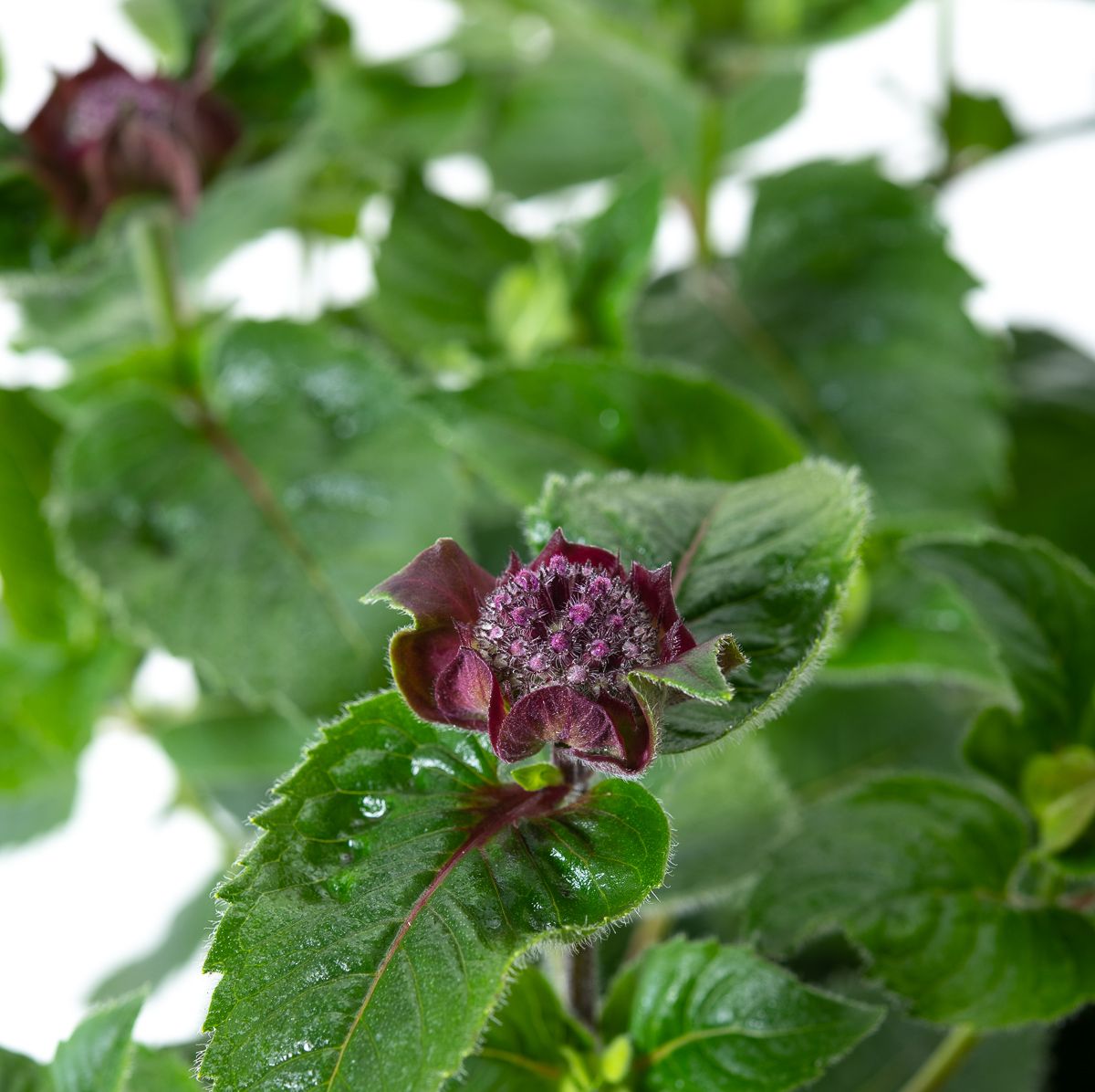 Indianernessel Bee True - Monarda fistulosa Bee True günstig kaufen