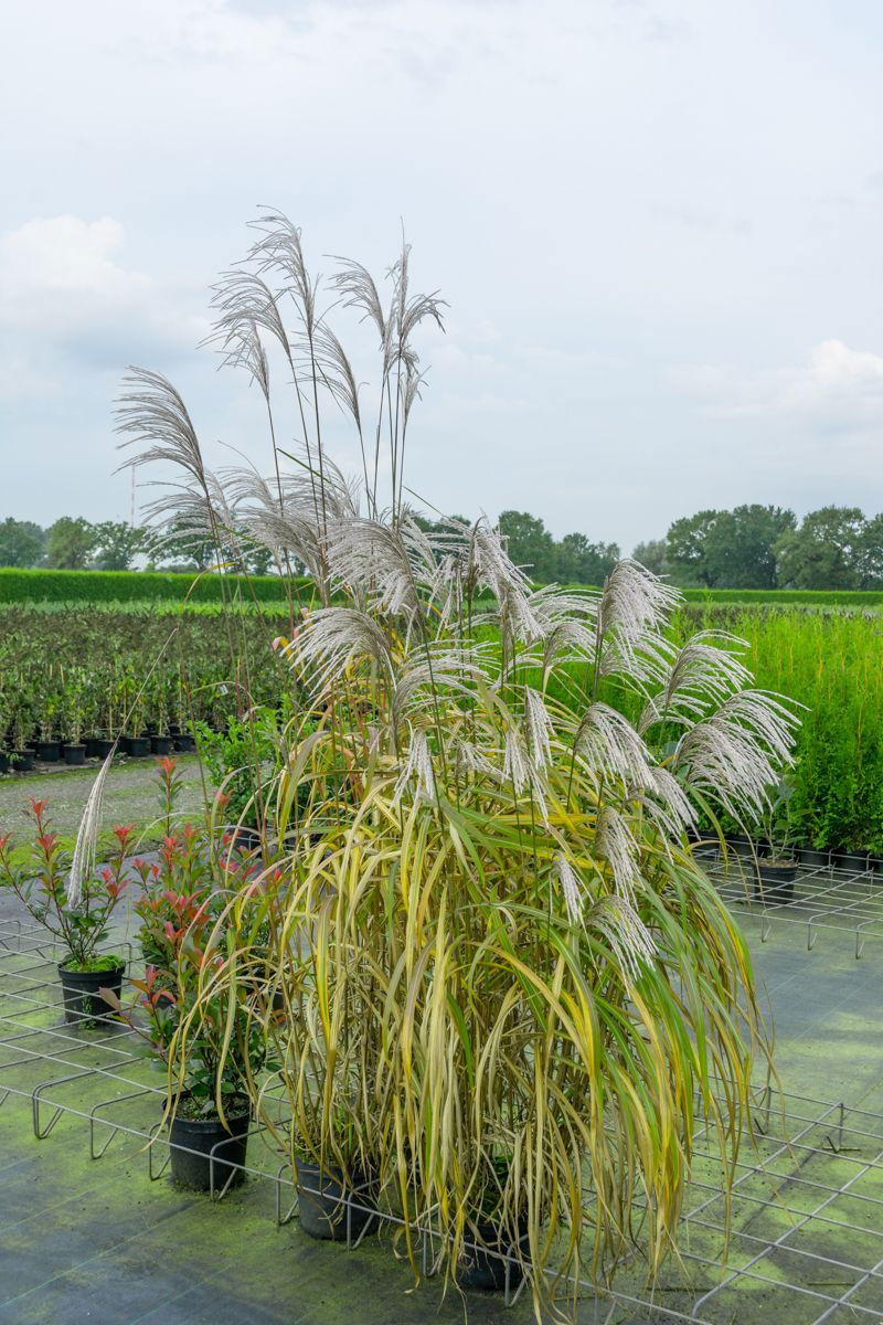 Chinaschilf Memory - Miscanthus sinensis Memory günstig kaufen