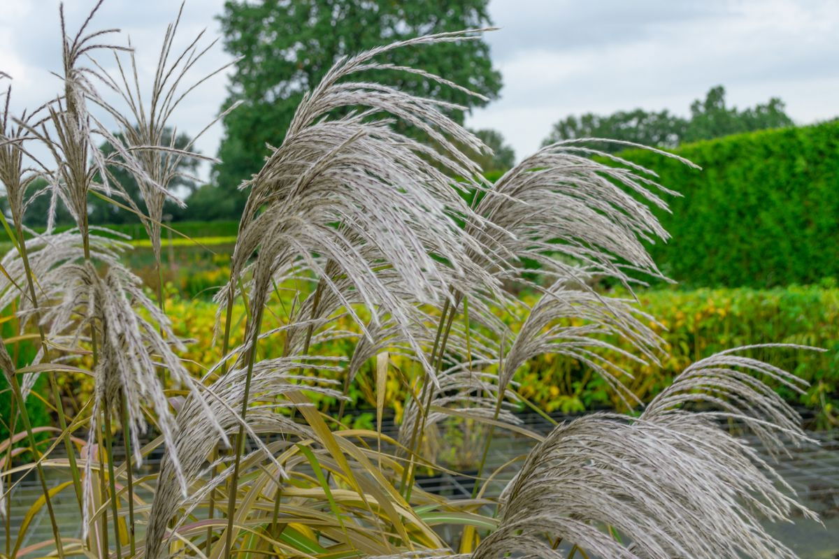Chinaschilf Memory - Miscanthus sinensis Memory günstig kaufen