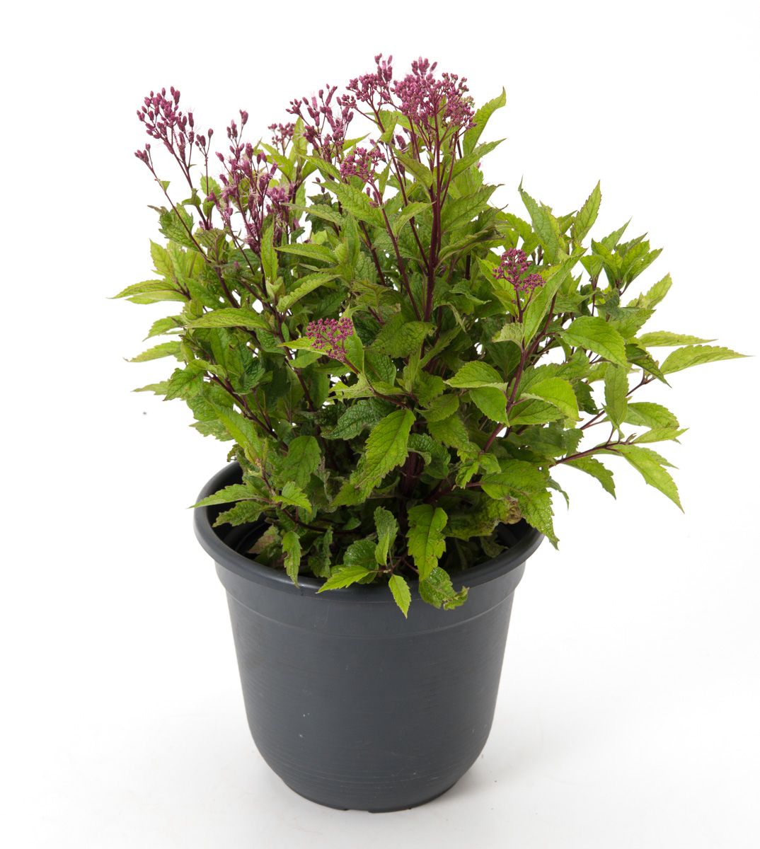 Sonnenscheinhut Euphoria Ruby - Eupatorium purpureum Euphoria Ruby ...