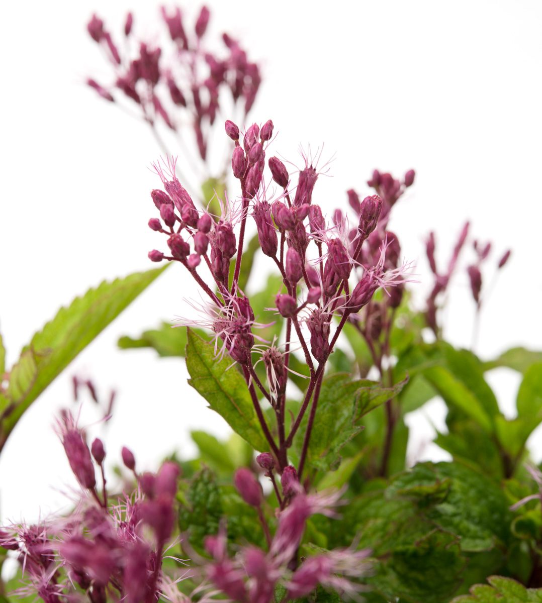 Sonnenscheinhut Euphoria Ruby - Eupatorium purpureum Euphoria Ruby ...