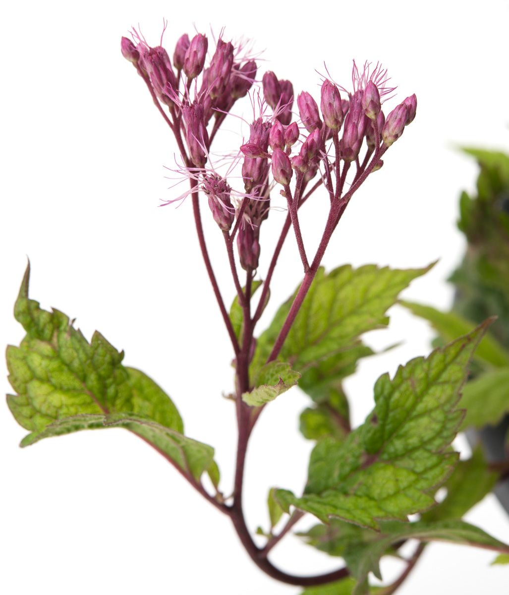 Sonnenscheinhut Euphoria Ruby - Eupatorium purpureum Euphoria Ruby ...