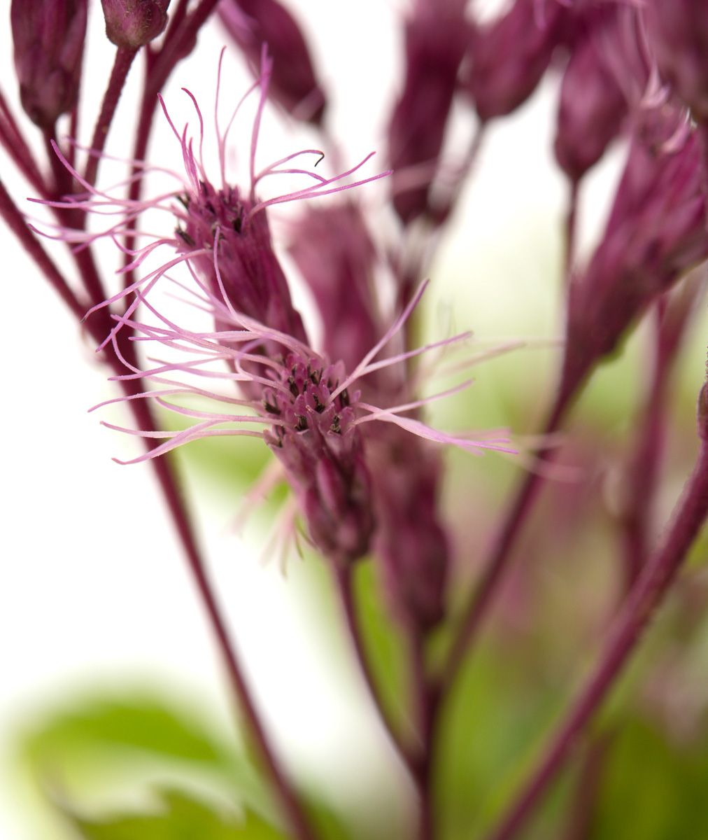 Sonnenscheinhut Euphoria Ruby - Eupatorium purpureum Euphoria Ruby ...