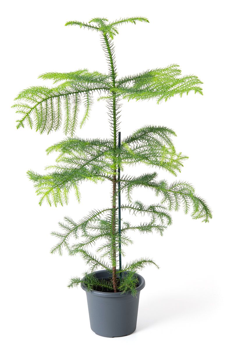 Zimmertanne Norfolktanne - Araucaria heterophylla günstig kaufen
