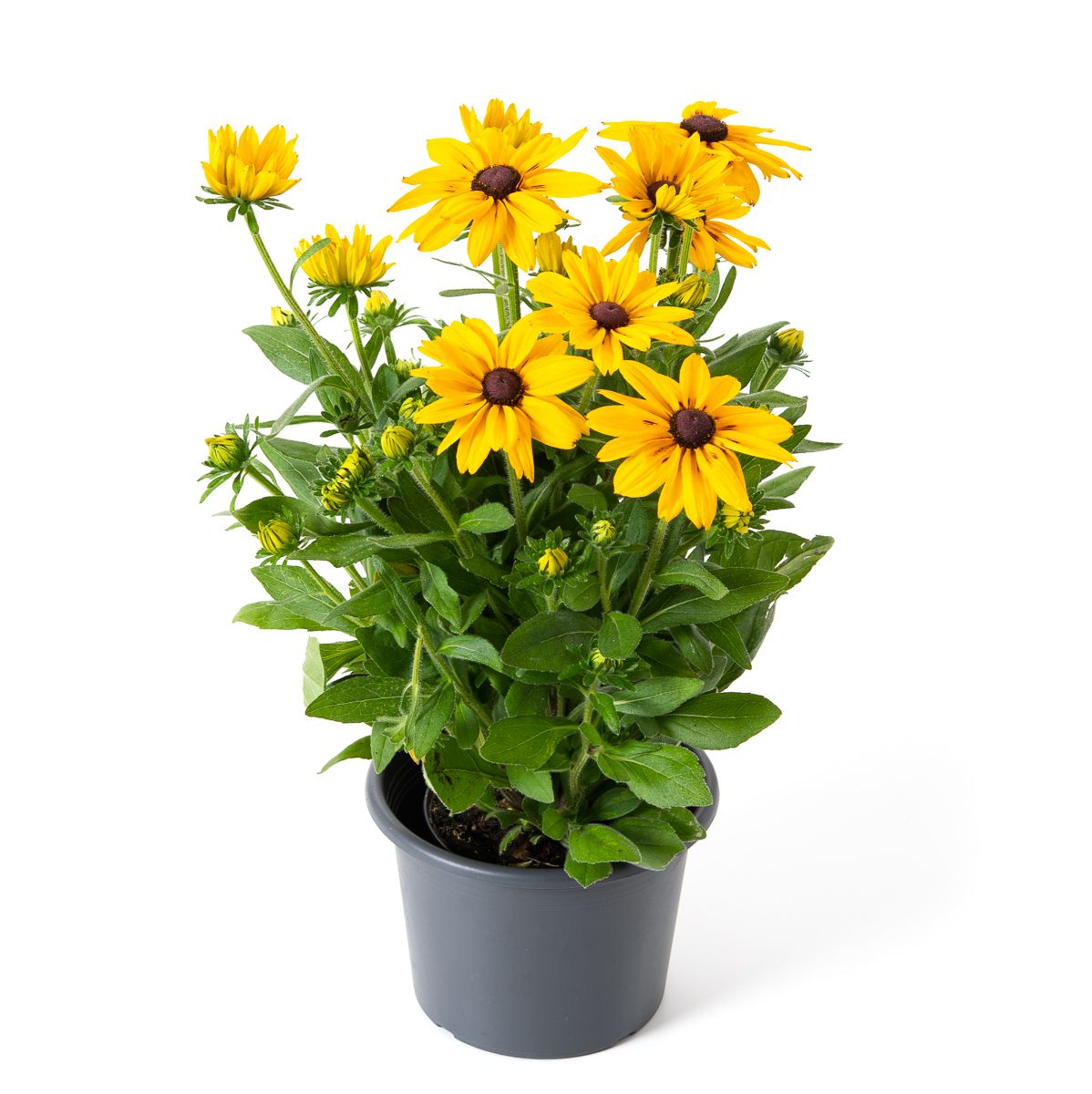 Rauer Sonnenhut Sunbeckia Alicia - Rudbeckia hirta Sunbeckia Alicia ...