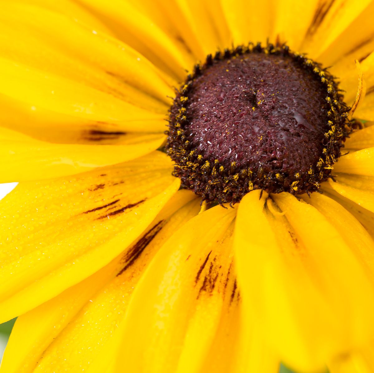 Rauer Sonnenhut Sunbeckia Alicia - Rudbeckia hirta Sunbeckia Alicia ...
