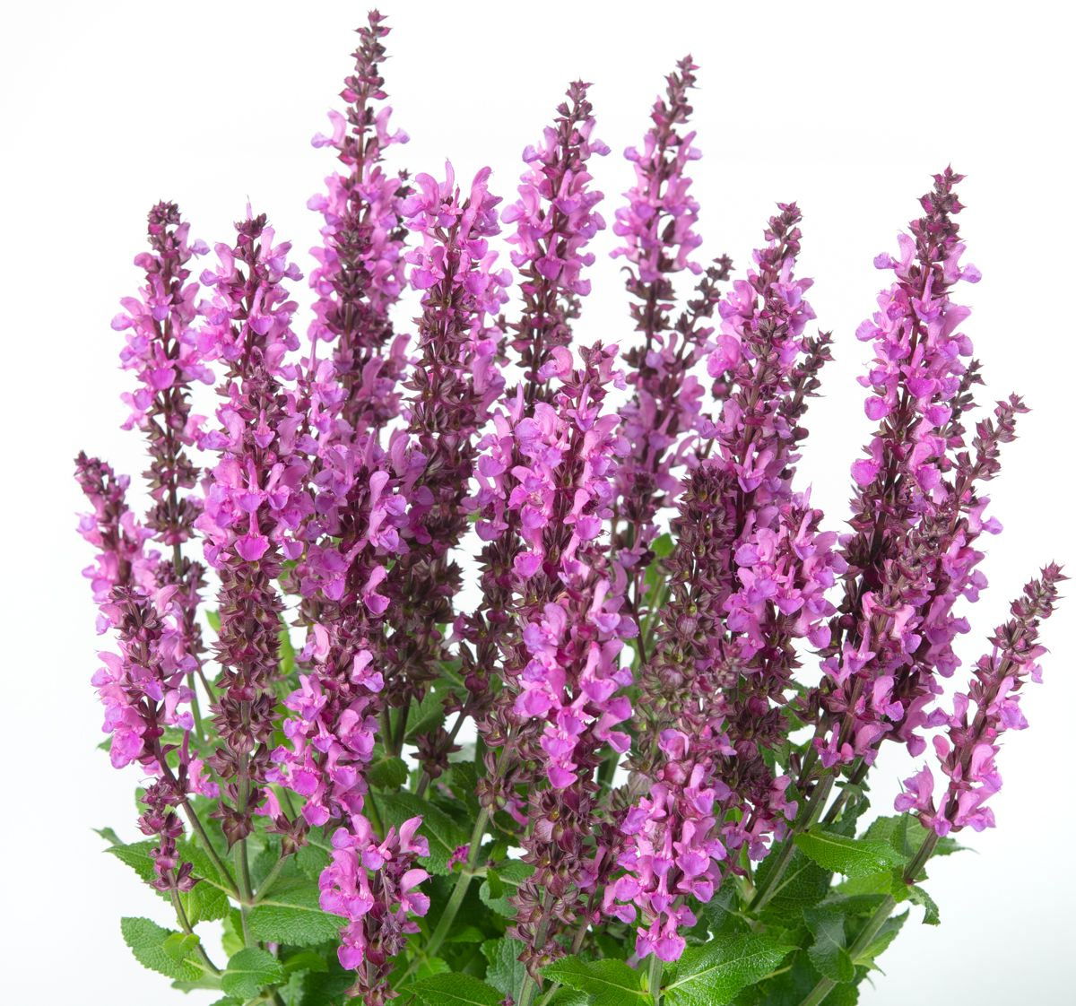 Salbei Rose Marvel - Salvia nemorosa Rose Marvel günstig kaufen