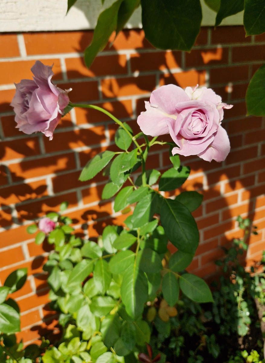 Rose Indigoletta - Rosa Indigoletta günstig kaufen