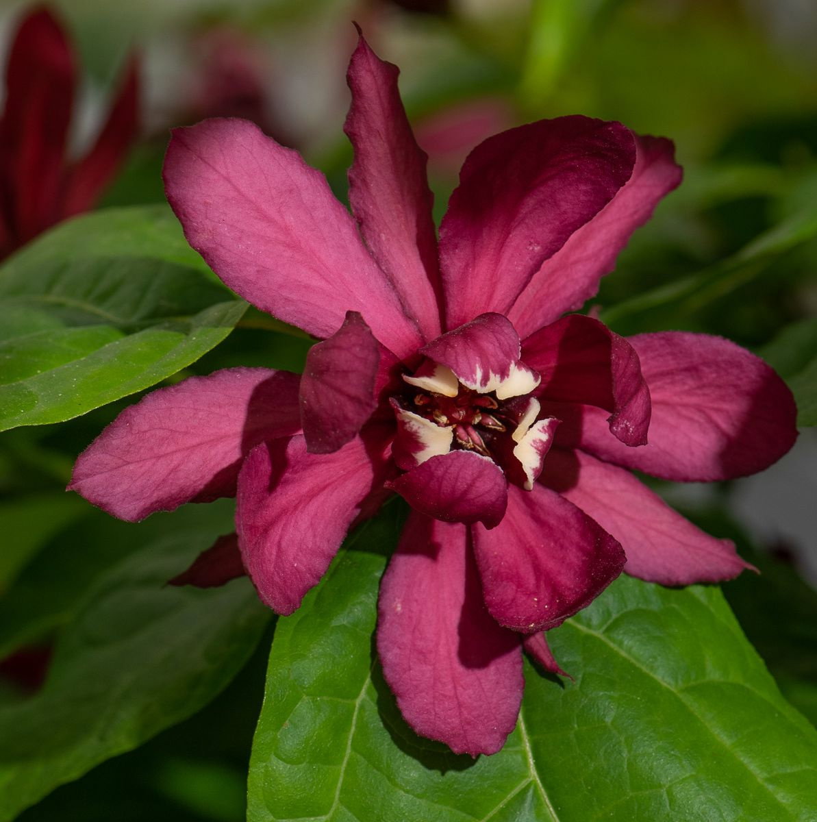 Sinocalycanthus raulstonii Hartlage Wine - Sinocalycanthus raulstonii ...