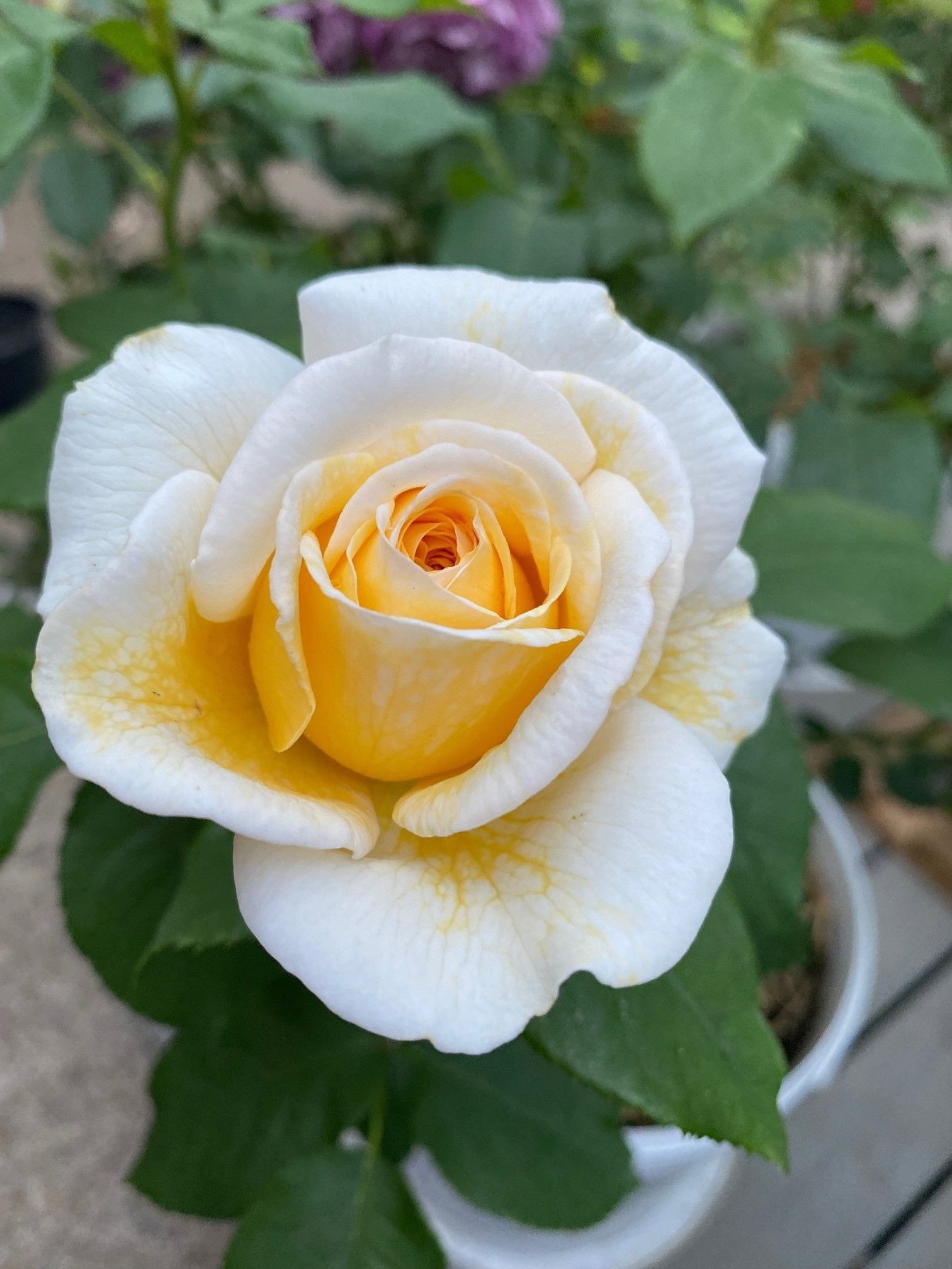 Rose Mary Berry Rose - Rosa Mary Berry Rose günstig kaufen