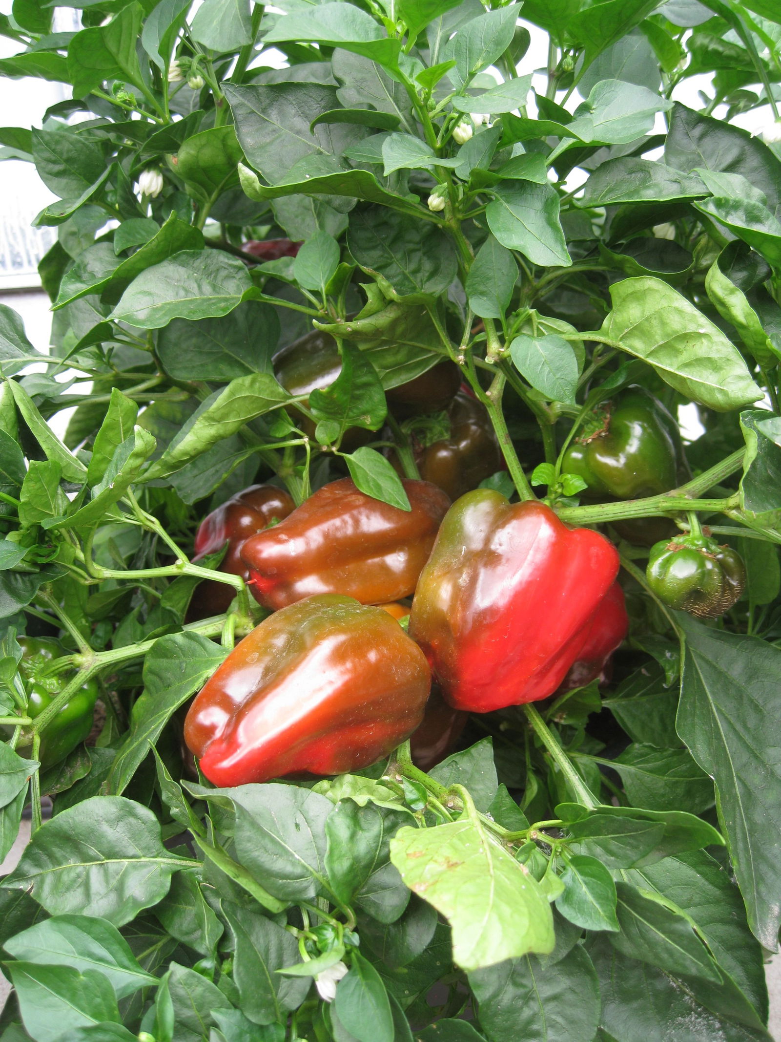 Bio Rote Snack-Paprika - Blu Capsicum annuum günstig kaufen