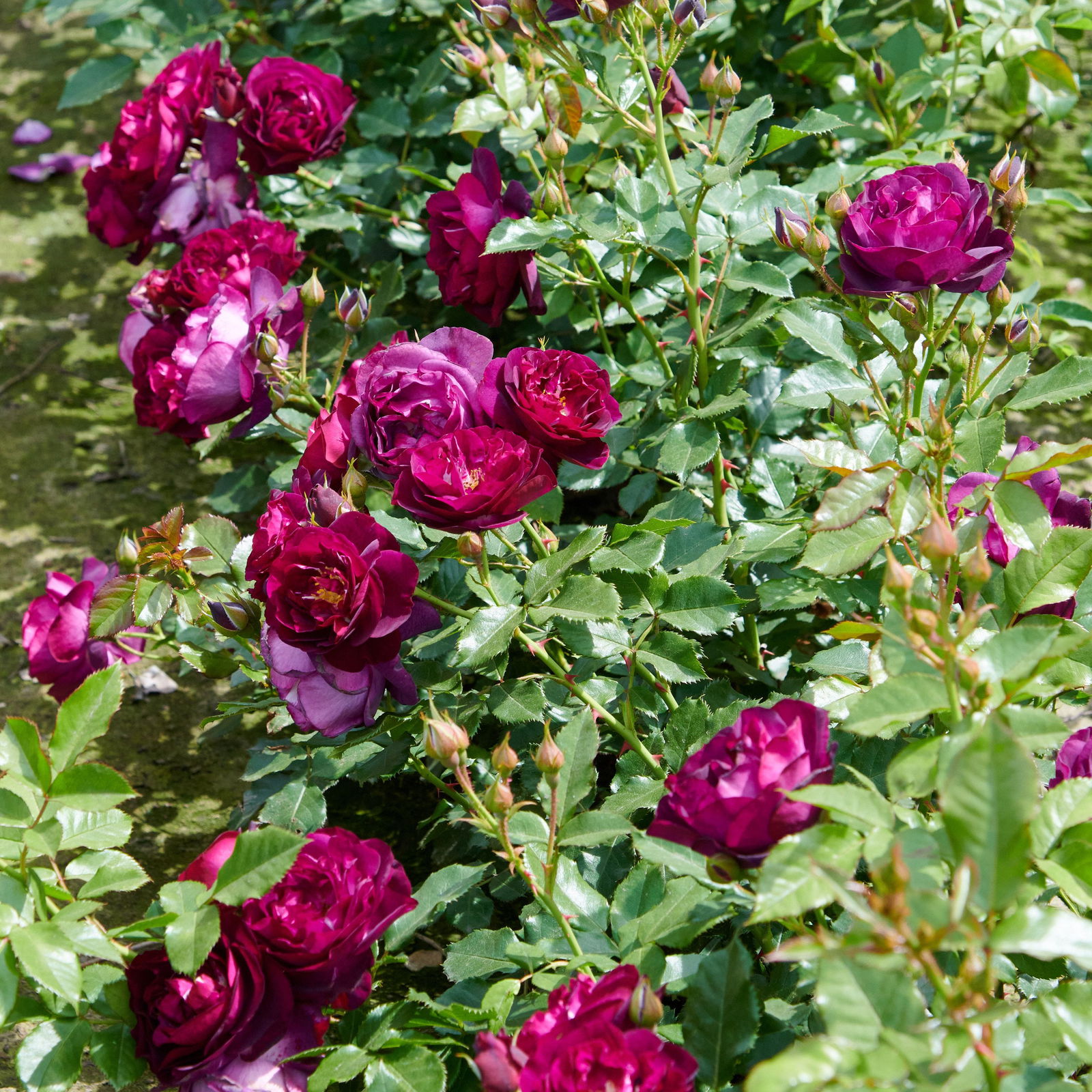 Rose Purple Breeze - Rosa Purple Breeze günstig kaufen