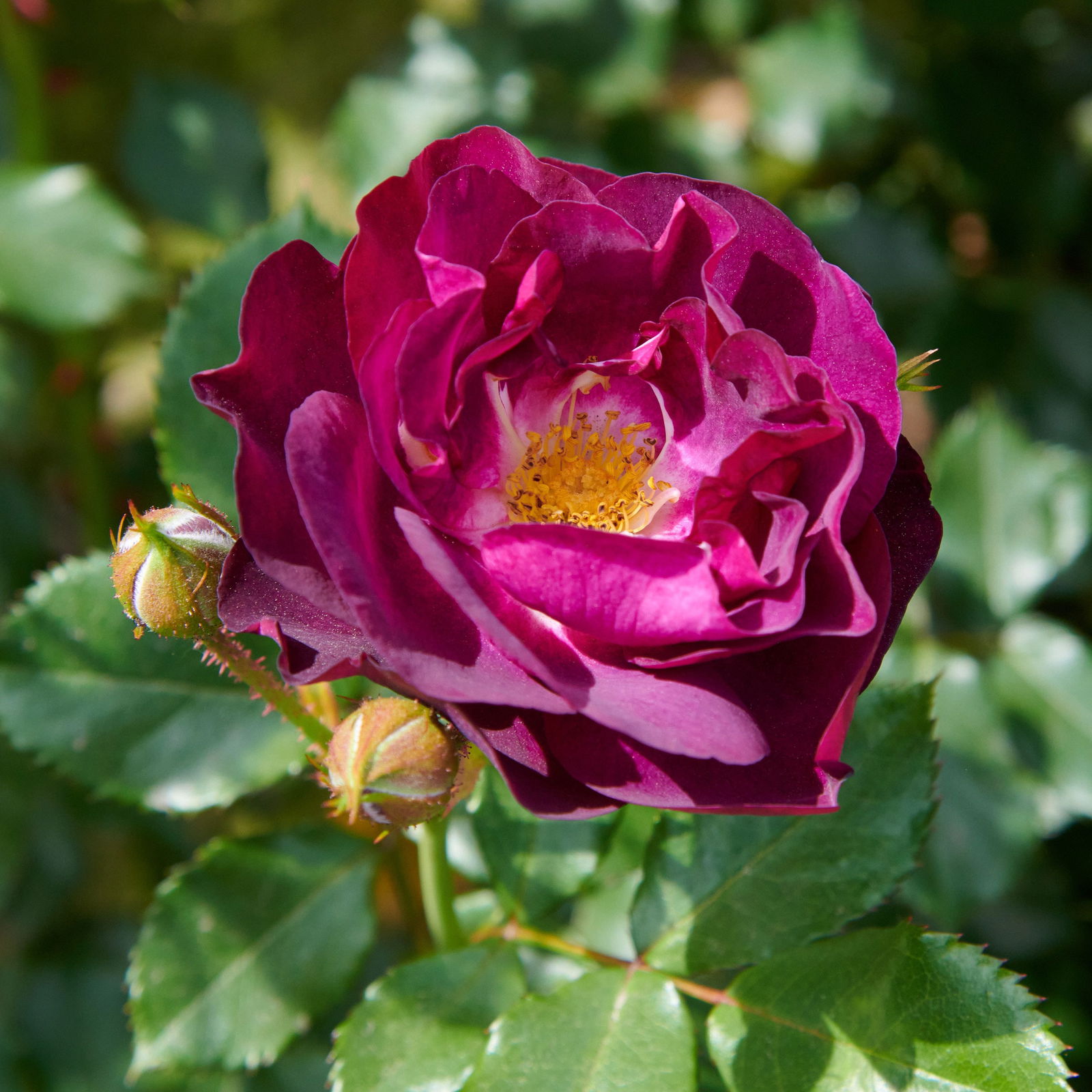 Rose Purple Breeze - Rosa Purple Breeze günstig kaufen