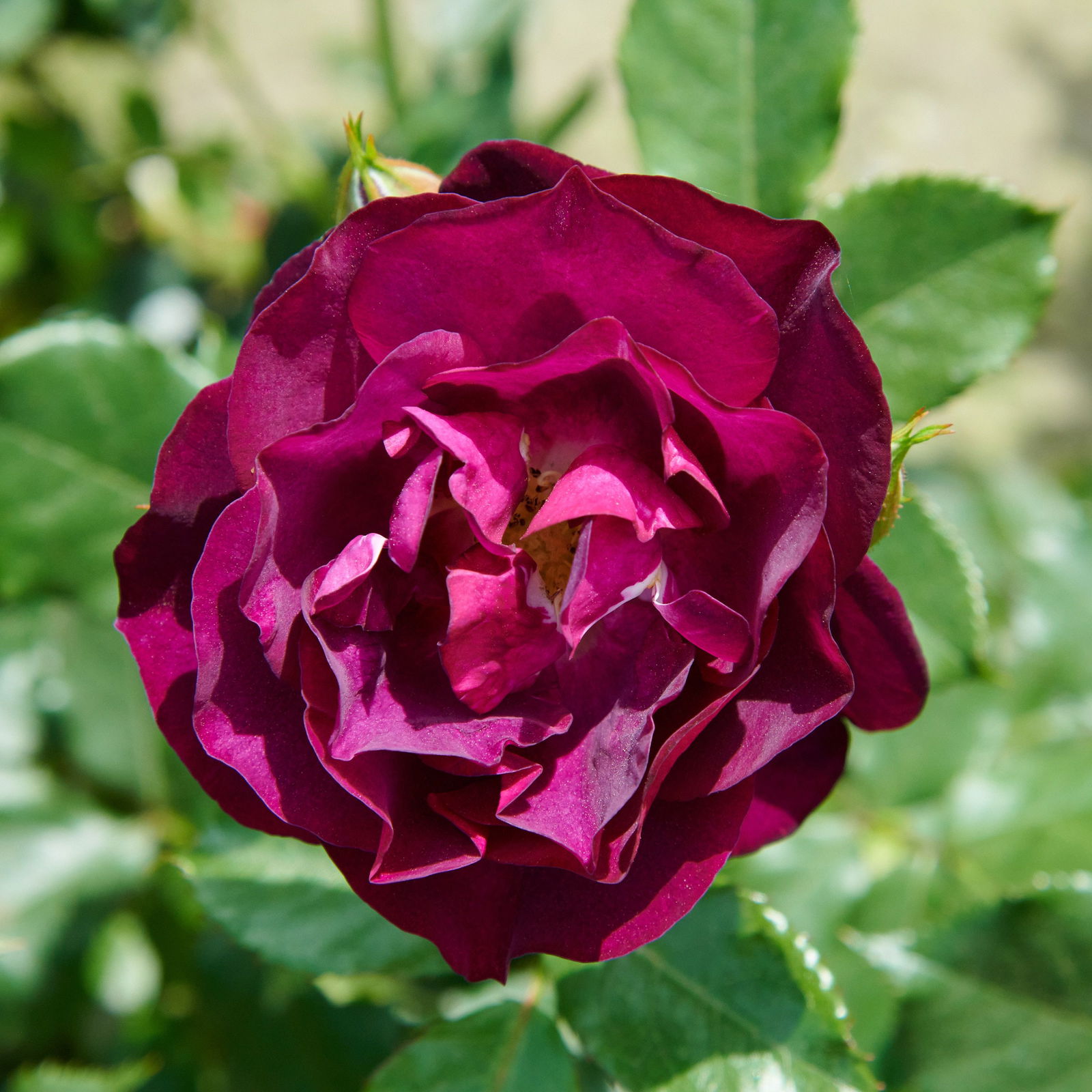 Rose Purple Breeze - Rosa Purple Breeze günstig kaufen