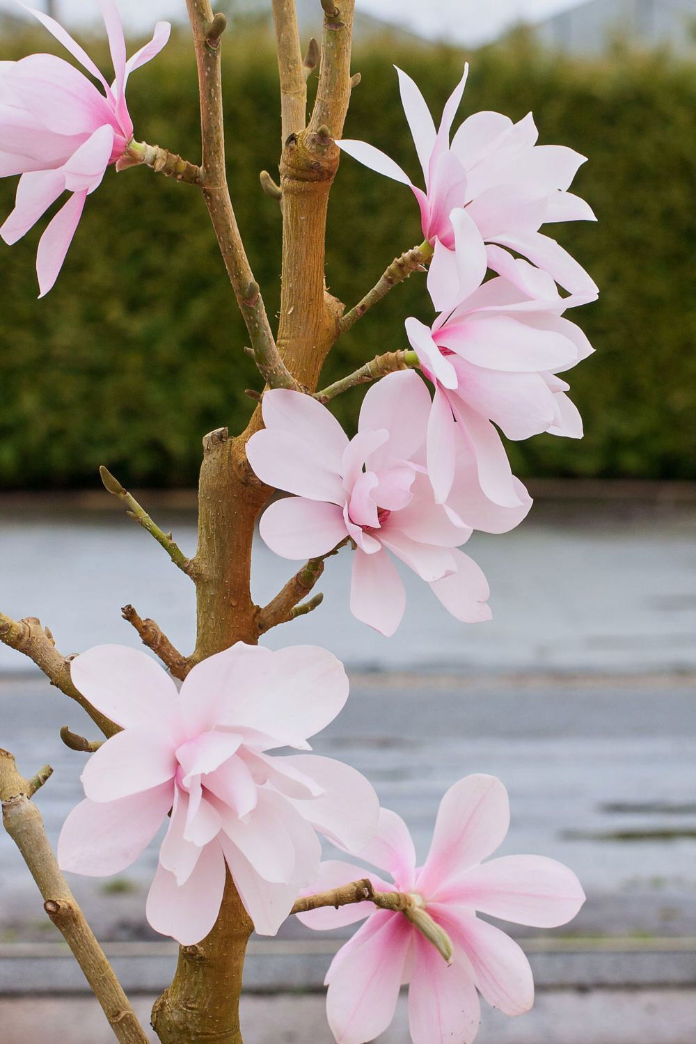 Magnolia Pink Beauty - Magnolia Pink Beauty günstig kaufen