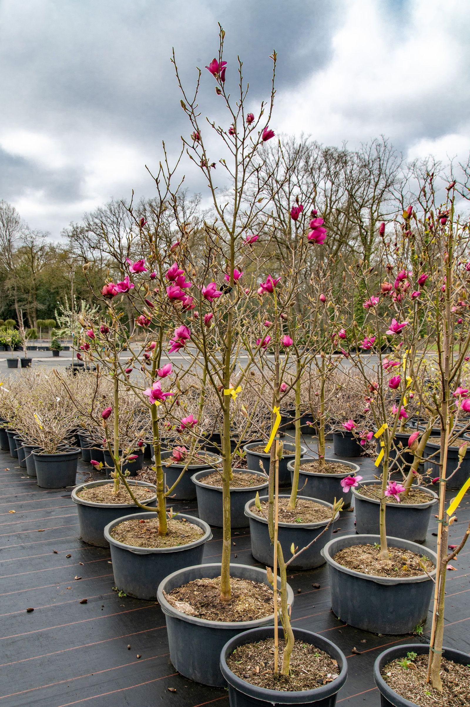 Magnolie Pink Pyramid - Magnolia Pink Pyramid günstig kaufen