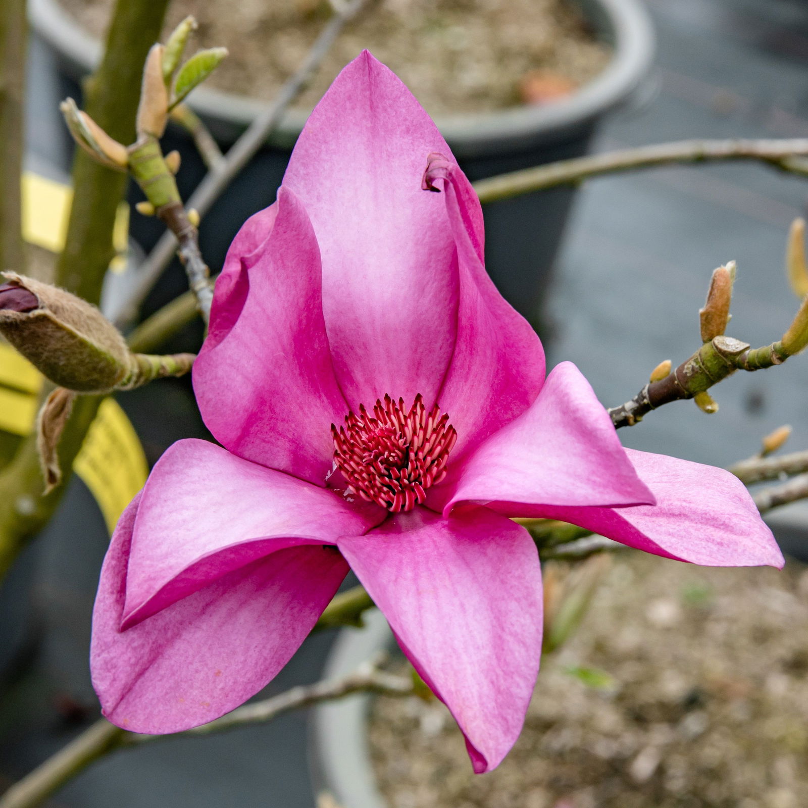 Magnolie Pink Pyramid - Magnolia Pink Pyramid günstig kaufen