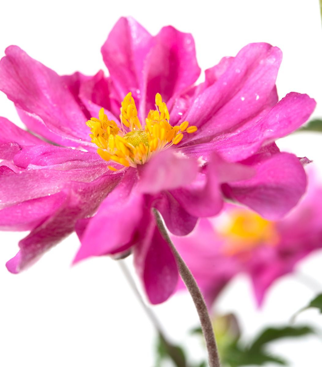 Anemone Alando Double - Anemone coronaria Alando Double günstig kaufen