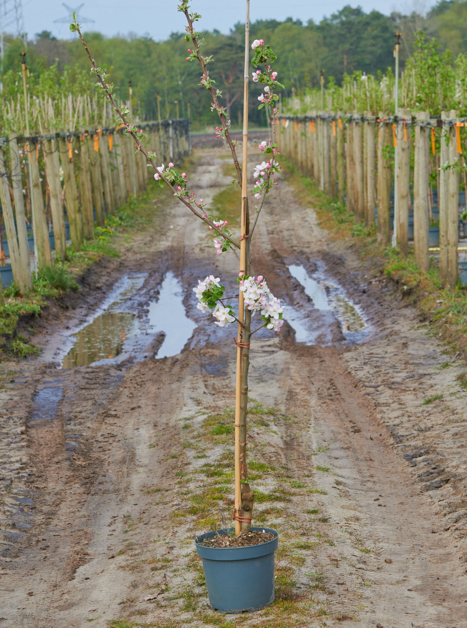 Apfel Ingrid Marie - Malus Ingrid Marie günstig kaufen