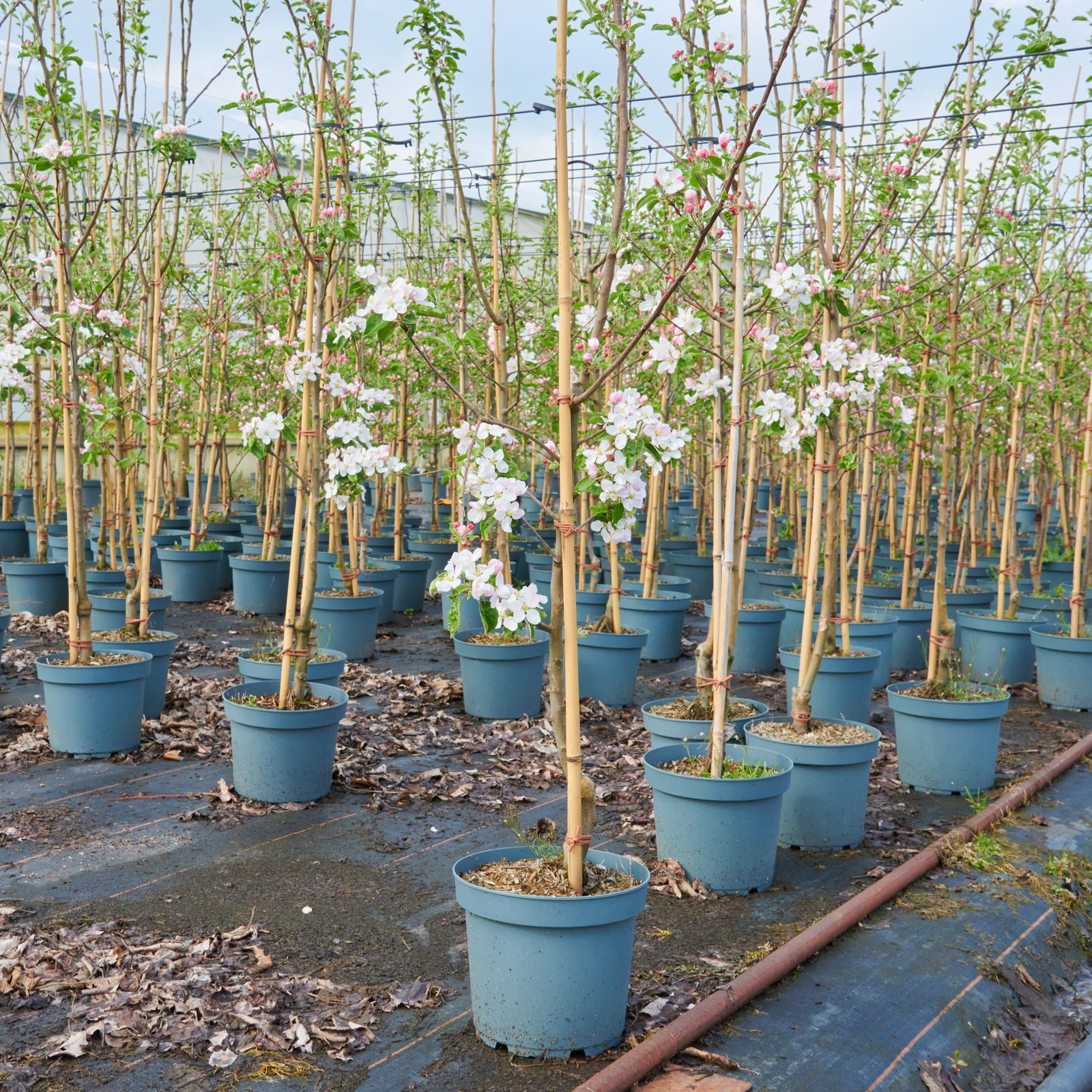 Apfel Ingrid Marie - Malus Ingrid Marie günstig kaufen