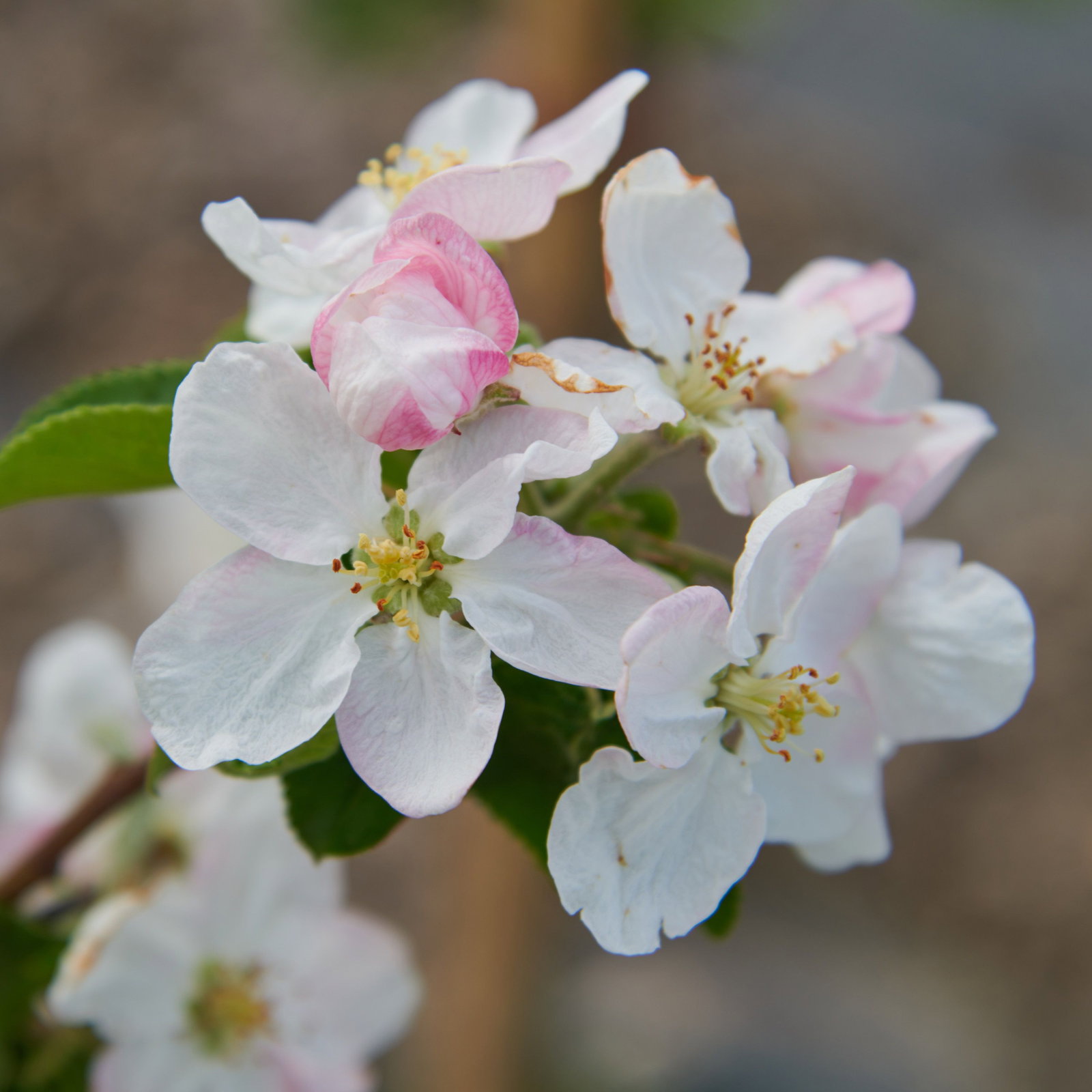 Apfel Ingrid Marie - Malus Ingrid Marie günstig kaufen
