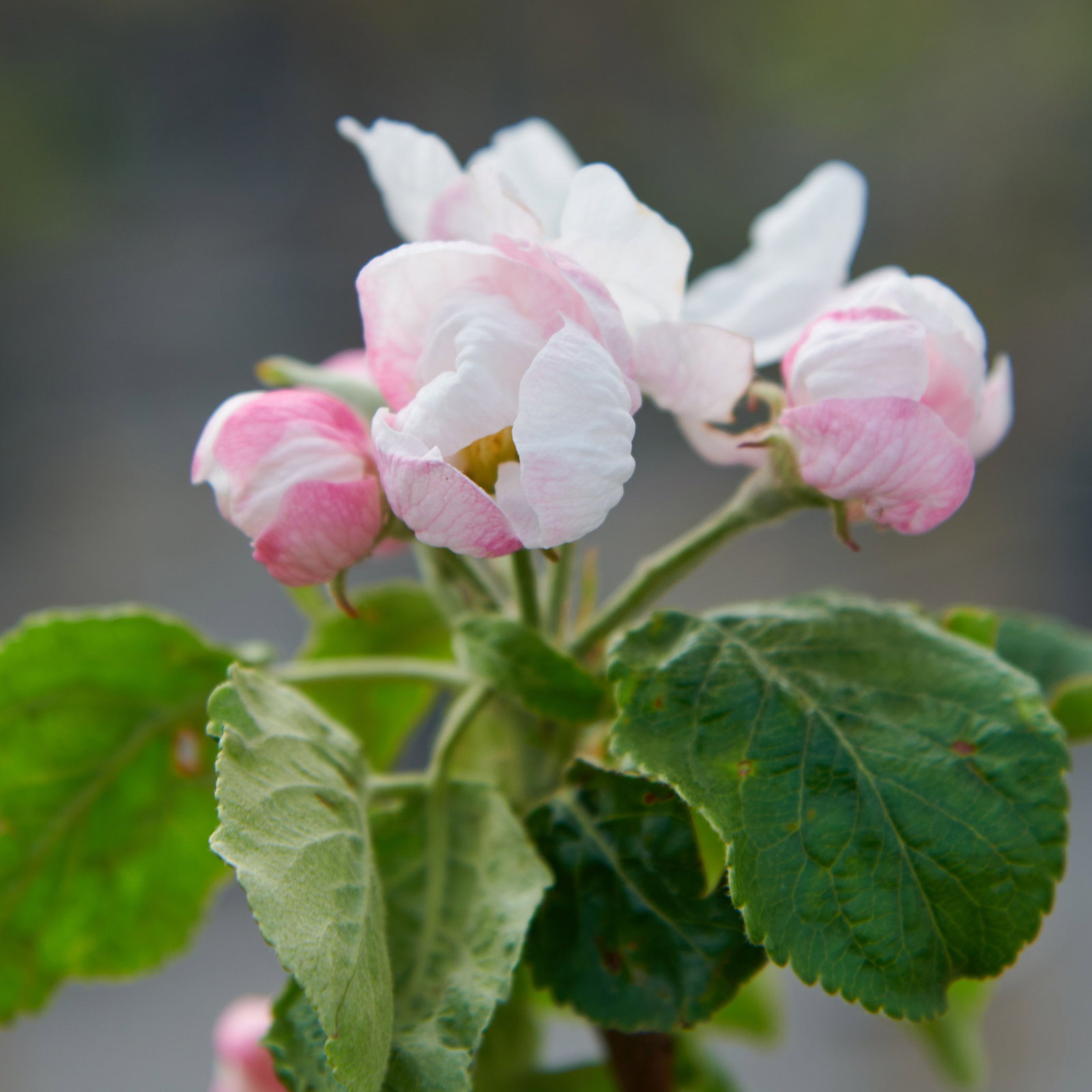 Apfel Ingrid Marie - Malus Ingrid Marie günstig kaufen